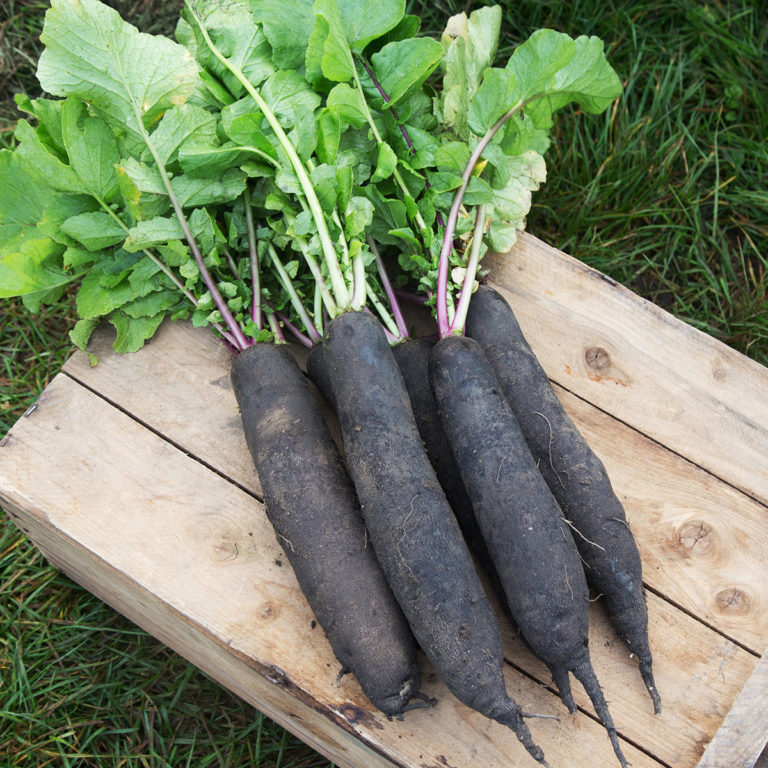 Rábano Largo archivos - Biosemillas - Almería Coop